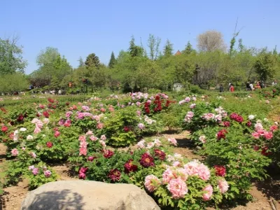 Heze Travel Guide: Uncover the Beauty of China's Heze City