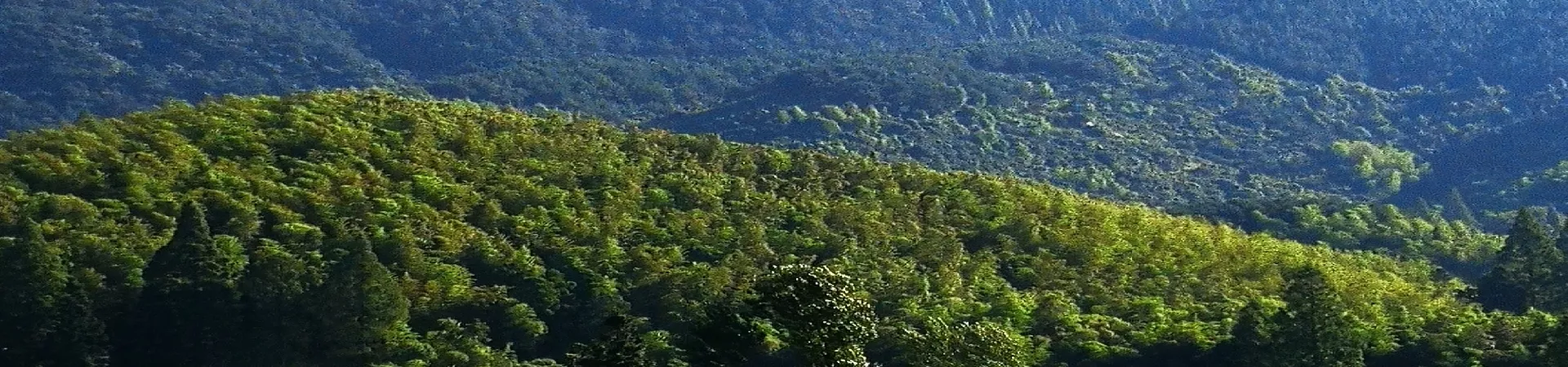 Huangbai Mountain National Forest Park